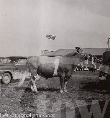 Giant Prize Winning Cow Vintage Cattle Farm Show Snapshot Photo ...